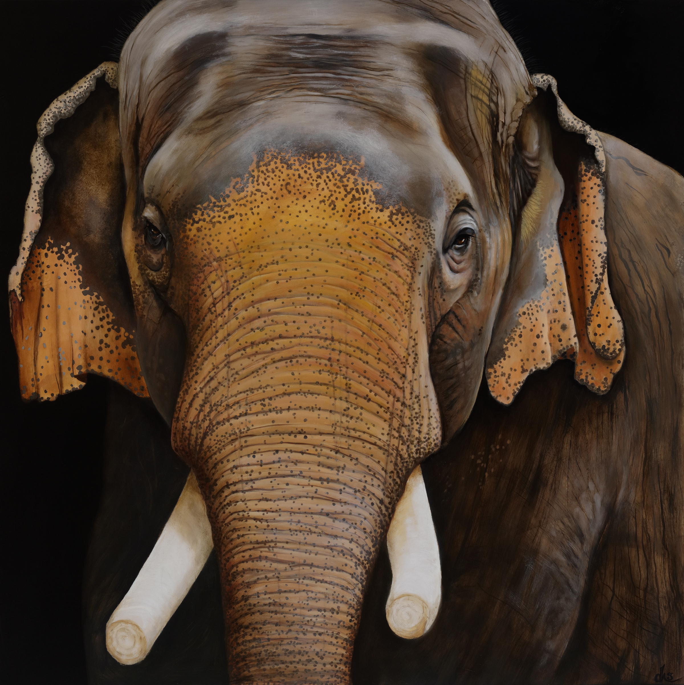 Asian Elephant 6 Desktop